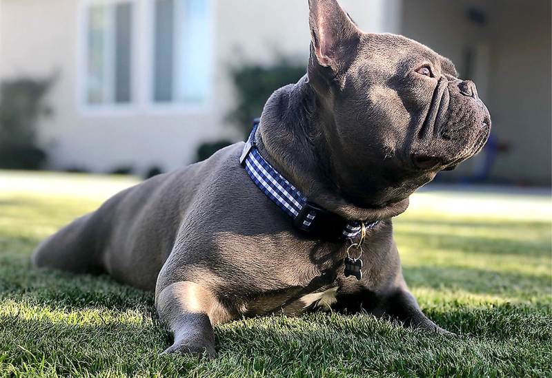 Boulevard Pets | Goody