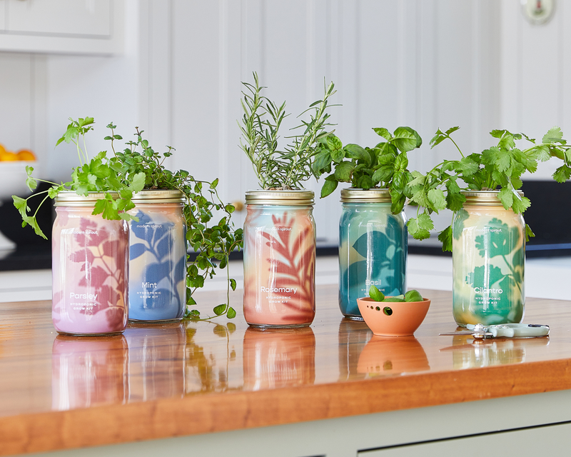 Modern Sprout | Goody