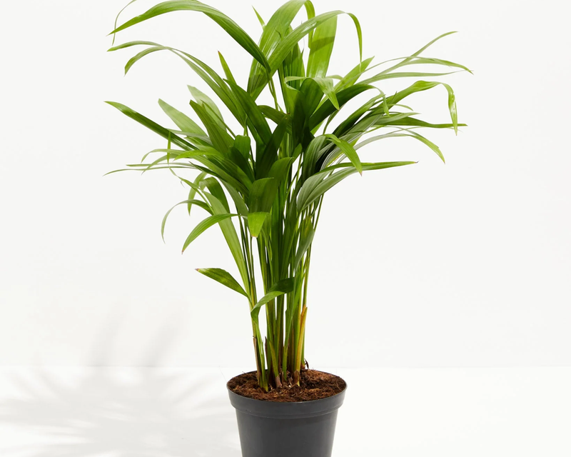 Lively Root – Areca Palm Indoor Tree, Small | Goody