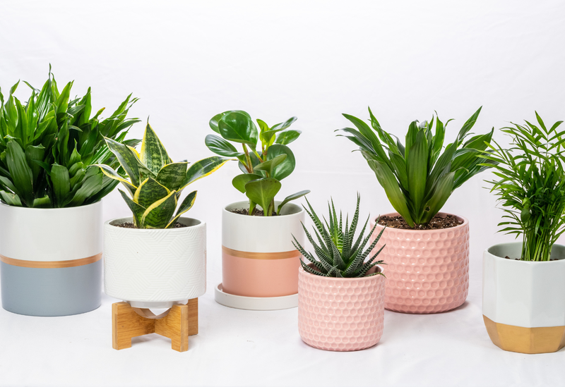 ReVased 3 Month Plant Subscription Goody ReVased 3 Month Plant Subscription Goody