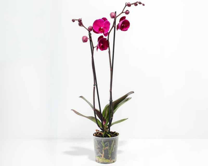 Lively Root – Purple Phalaenopsis Orchid | Goody