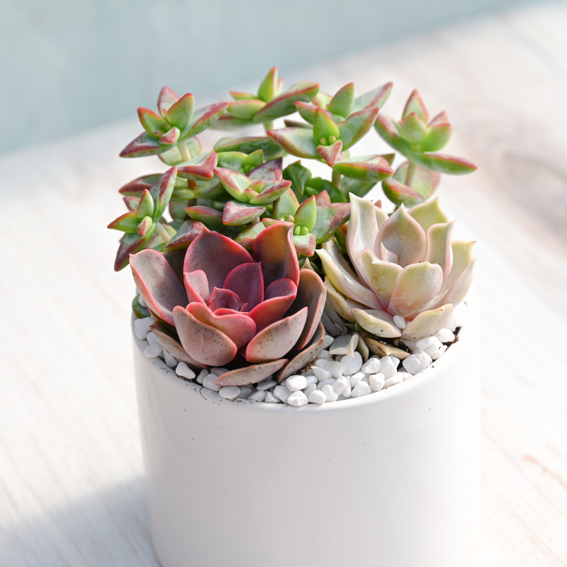 Grow By Gifting – Grow By Gifting Jubilant Succulent Garden Trio | Goody
