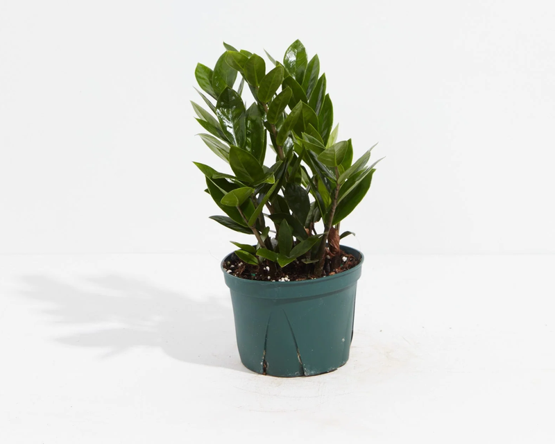 Lively Root – ZZ Plant, Medium | Goody